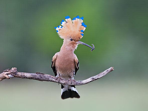 bertinafrika: Blue-crested Hoopoe